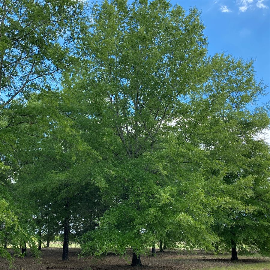 Willow Oak