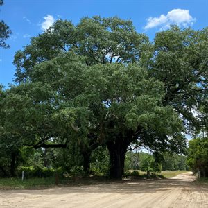 Homepage [www.gaseedlings.org]