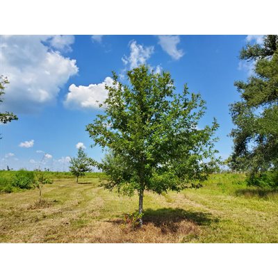 Homepage [www.gaseedlings.org]