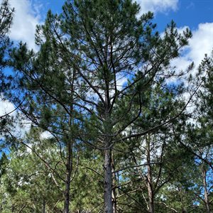 Homepage [www.gaseedlings.org]